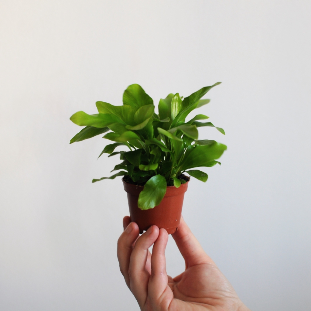 Paproć asplenium mini (Asplenium nidus) - Las w słoiku - sklep (rośliny ...