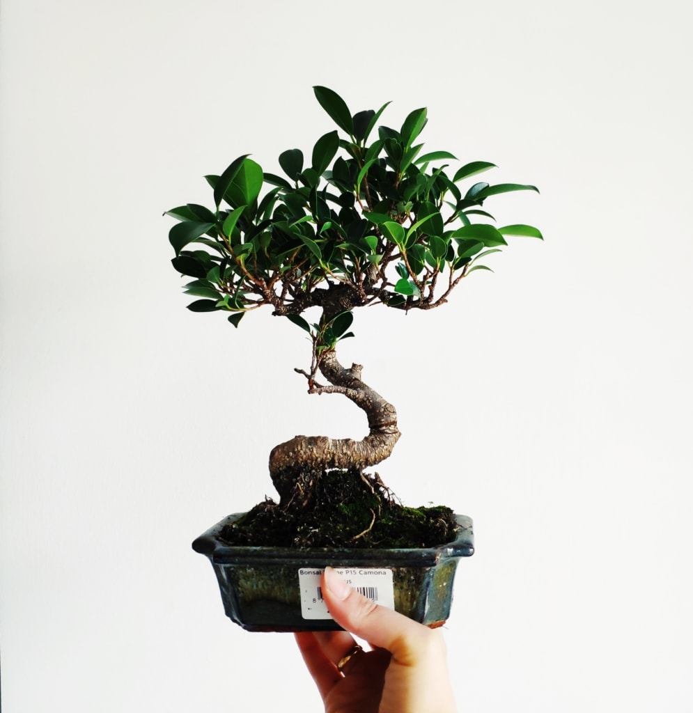 Fikus BONSAI S-shaped [Ficus microcarpa] - Zielony słoik