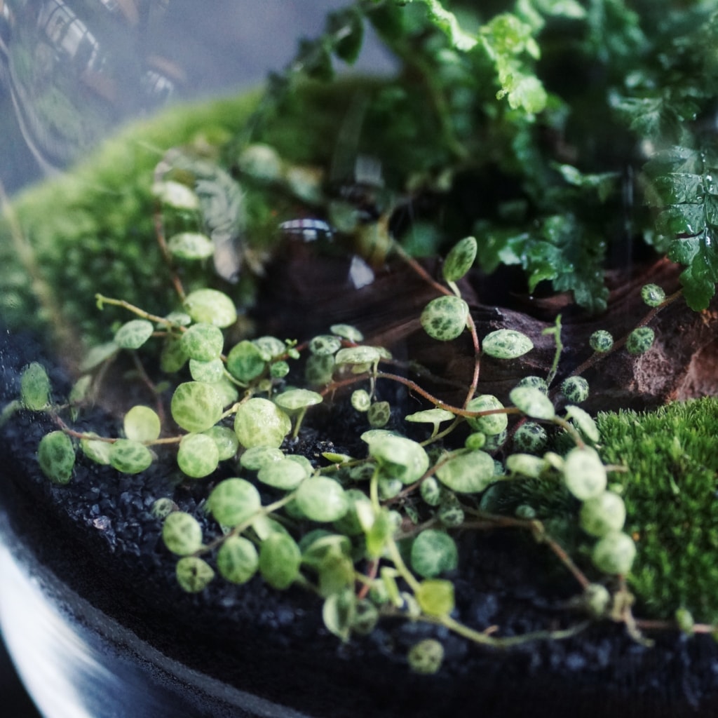 Peperomia prostrata - Rośliny do lasu w słoiku - Zielony Słoik