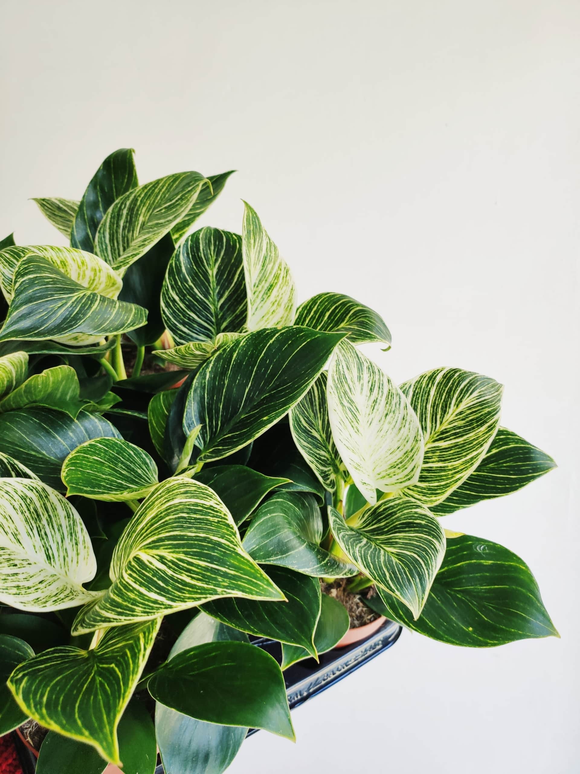 Filodendron 'Birkin' (Philodendron sp.) | Las w słoiku - sklep (rośliny ...