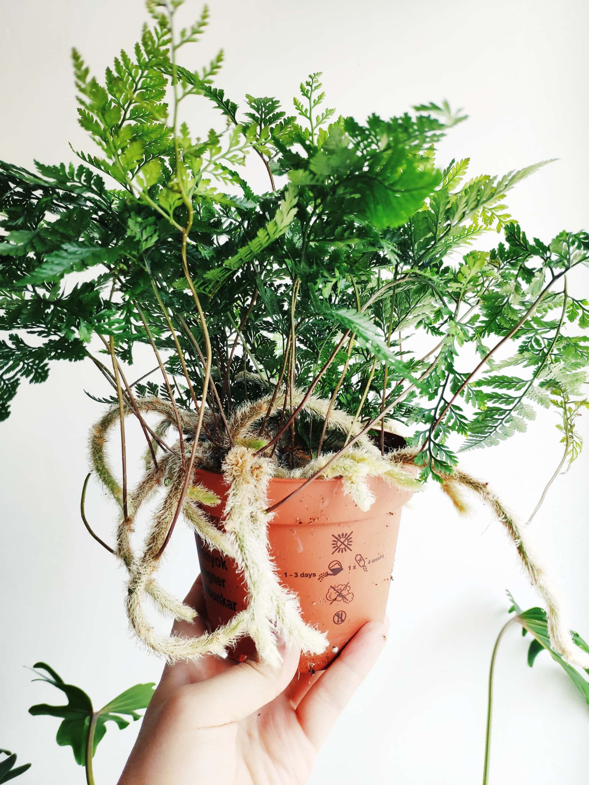 Humata Tyermanna (Humata tyermannii) - Zielony Słoik