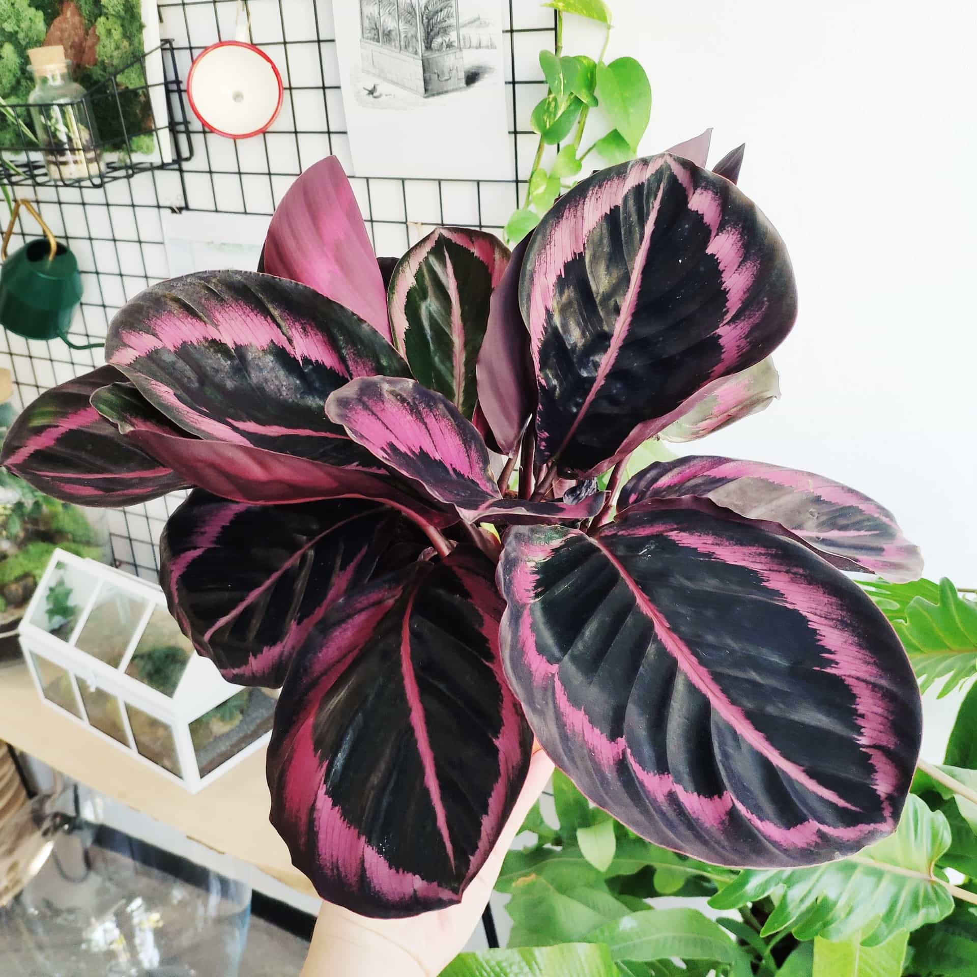 Kalatea 'Little Princess' (Calathea roseopicta) - Las w słoiku - sklep ...