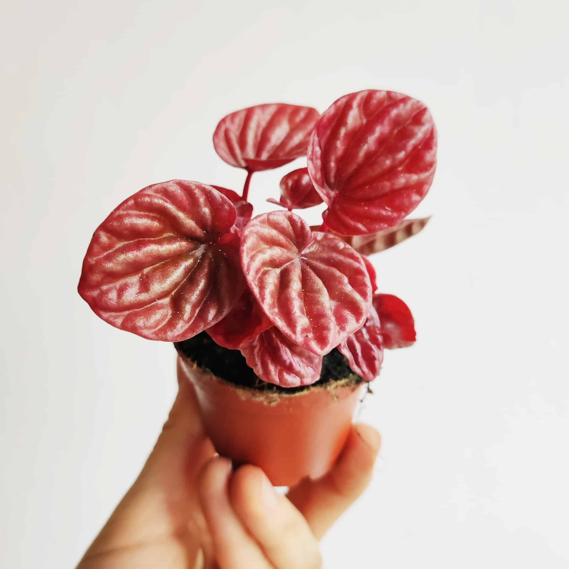 Peperomia 'Quito' [Peperomia caperata] - Las w słoiku - sklep (rośliny ...