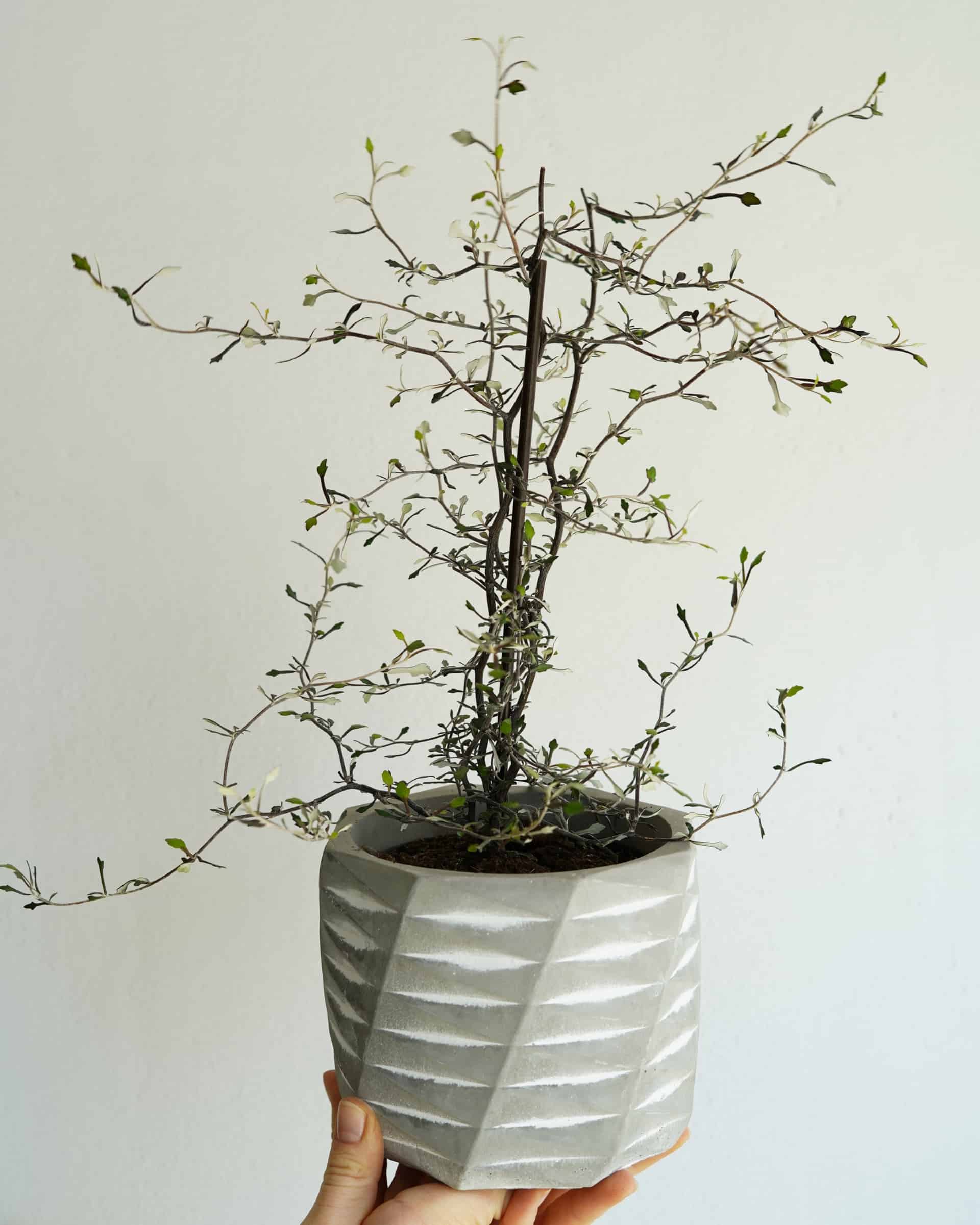 Corokia cotoneaster 12Ø 35cm | Zielony Słoik