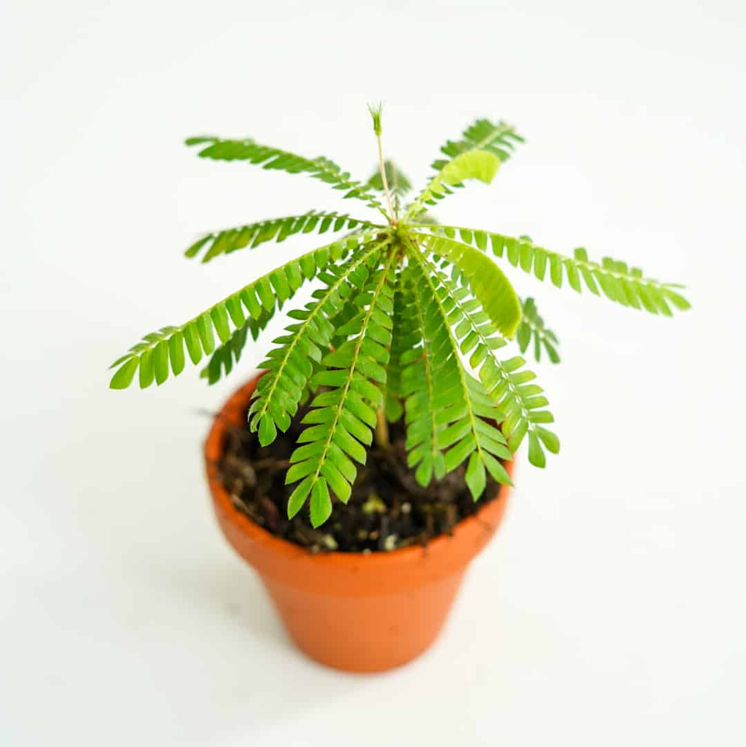 Little tree plant (Biophytum sensitivum) - Zielony Słoik