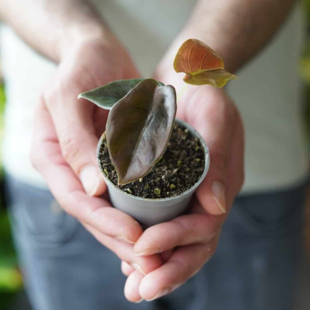 Alokazja 'Red Secret' MINI (Alocasia cuprea) - Zielony Słoik